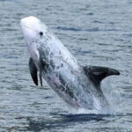 Observation of whales and dolphins in island Pico - Authentic Reviews That Speak Volumes