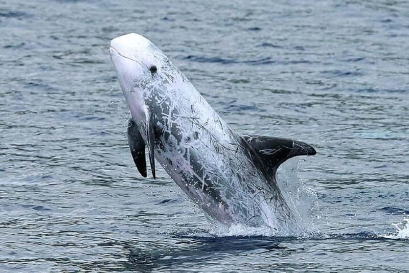 Observation of whales and dolphins in island Pico - Authentic Reviews That Speak Volumes