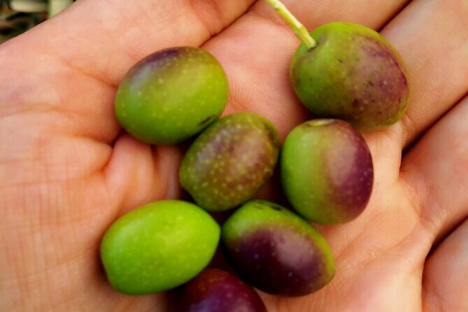 Oil Mill Private Tour with Guided Oil Tasting - Why This Tour Offers Good Value