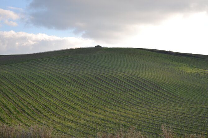 Oil Tour in Historic Baglio Florio Adamo with Lunch - Practical Details and Considerations