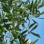Oil & Wine Tasting - Exploring Sicily’s Oil & Wine Tasting Tour