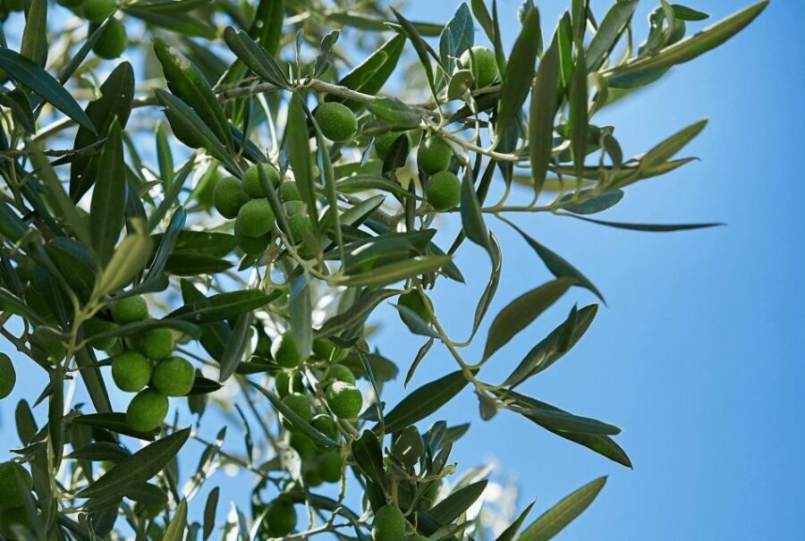 Oil & Wine Tasting - Exploring Sicily’s Oil & Wine Tasting Tour