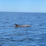 Olbia: Boat tour to watch Dolphins and snorkeling - FAQs