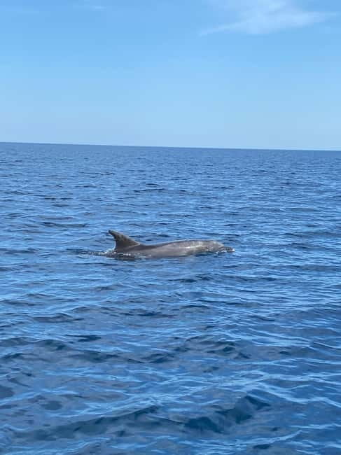 Olbia: Boat tour to watch Dolphins and snorkeling - FAQs