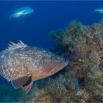 Olbia: Diving in Tavolara Marine Park in Sardinia - Itinerary Breakdown: Exploring Underwater Diversity