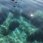 Olbia: Dolphin watching and snorkeling tour on Figarolo Island - Practicalities and Tips for Booking