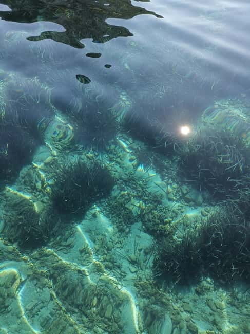 Olbia: Dolphin watching and snorkeling tour on Figarolo Island - Practicalities and Tips for Booking