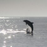 Olbia: Dolphin Watching & Snorkeling Boat Tour near Figarolo - Why This Tour Stands Out