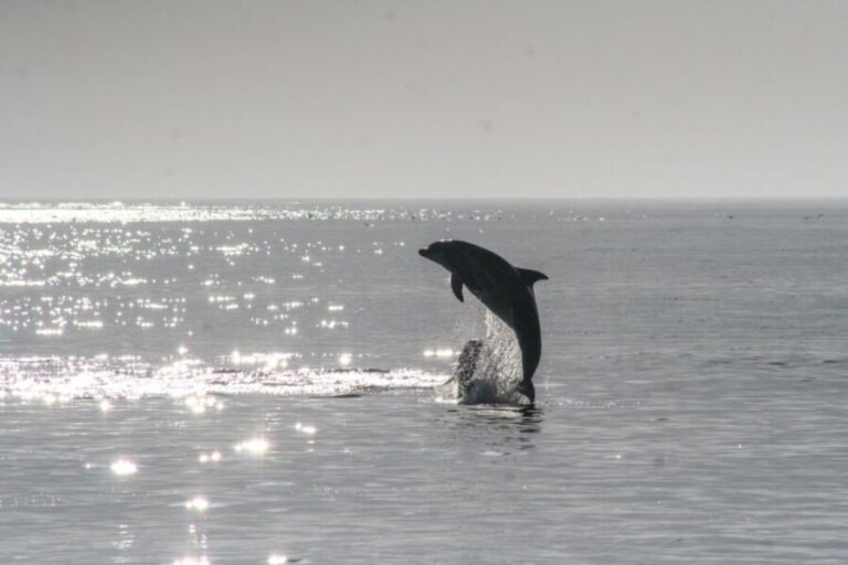 Olbia: Dolphin Watching & Snorkeling Boat Tour near Figarolo - Why This Tour Stands Out