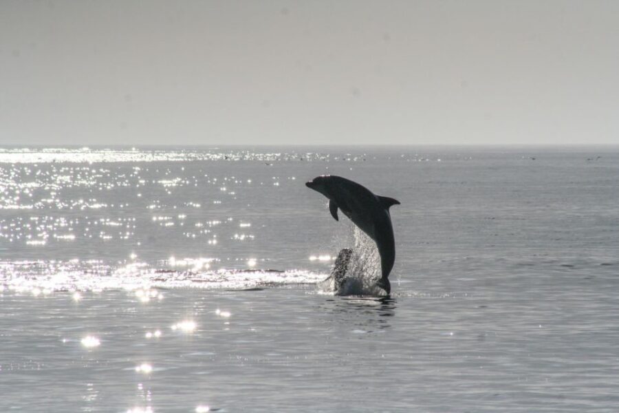 Olbia: Dolphin Watching & Snorkeling Boat Tour near Figarolo - Why This Tour Stands Out