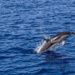Olbia: Dolphin Watching & Snorkeling Boat Trip - An In-Depth Look at the Experience