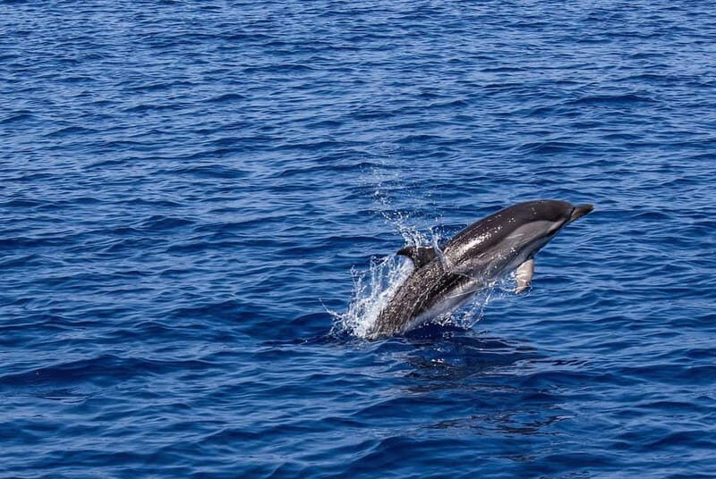 Olbia: Dolphin Watching & Snorkeling Boat Trip - An In-Depth Look at the Experience