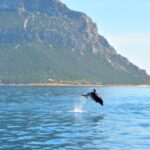 Olbia: Dolphin Watching Tour with Figarolo Island Snorkeling - Authentic Experiences and Reviews