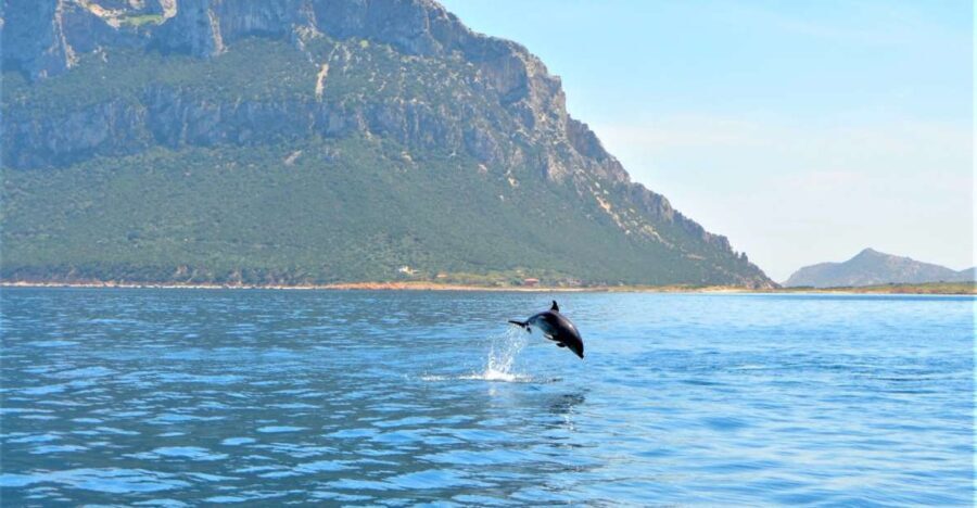 Olbia: Dolphin Watching Tour with Figarolo Island Snorkeling - Authentic Experiences and Reviews