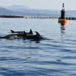 Olbia: : ecological boat trip for dolphin spotting - What Makes This Tour Stand Out
