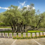 Old Town Bar, Old Olive Tree and the region of olive groves - Who Will Find This Tour Most Valuable?