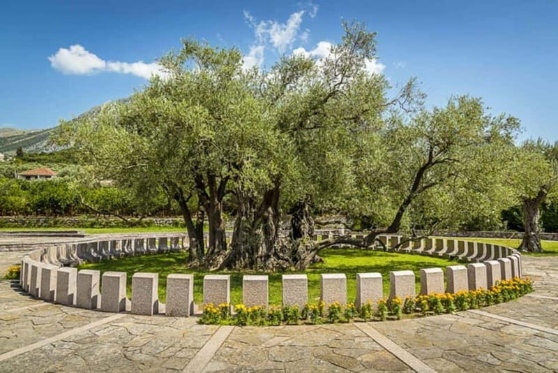 Old Town Bar, Old Olive Tree and the region of olive groves - Who Will Find This Tour Most Valuable?