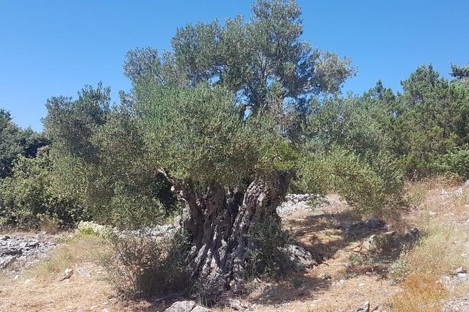 Oldest Olive Tree With Tasting And Lunch - A Detailed Look at the Oldest Olive Tree With Tasting And Lunch Tour