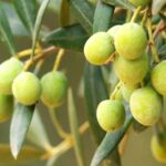 Oleotourism and olive oil tasting in Seville - Private tour - Practical Details and Value