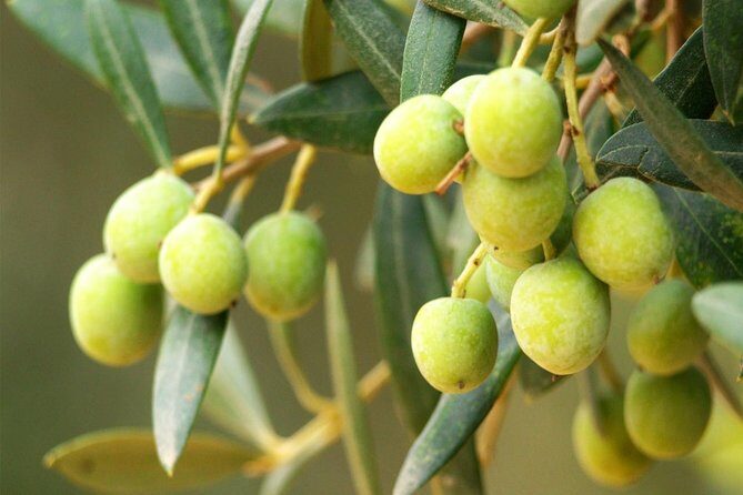 Oleotourism and olive oil tasting in Seville - Private tour - Practical Details and Value