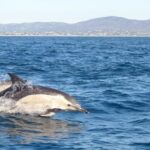 Olhão: Dolphin Observation - What Sets This Tour Apart