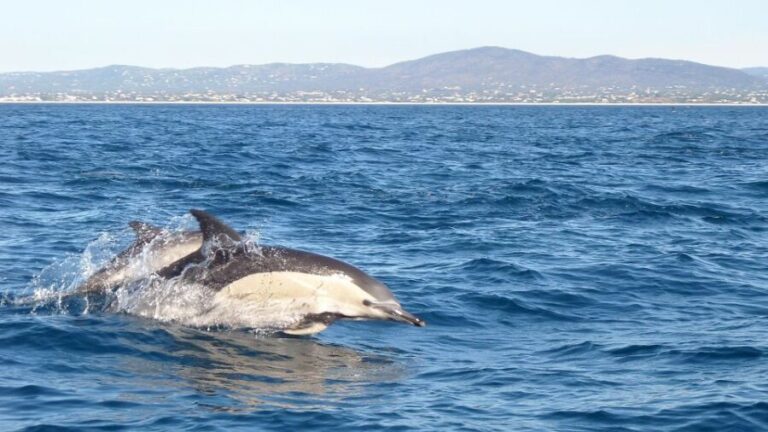 Olhão: Dolphin Observation - What Sets This Tour Apart