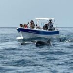 Olhão- Safari Watching Dolphins and other species - Exploring the Itinerary