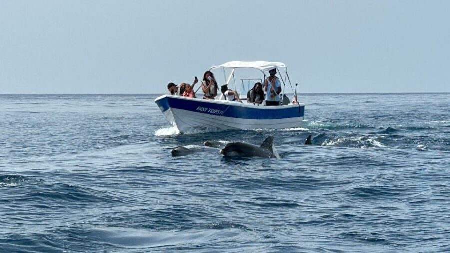 Olhão- Safari Watching Dolphins and other species - Exploring the Itinerary