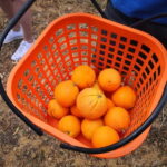 Olhao: Visit to an orange grove, and Silves, orange capital - An In-Depth Look at the Algarve Orange & Silves Tour