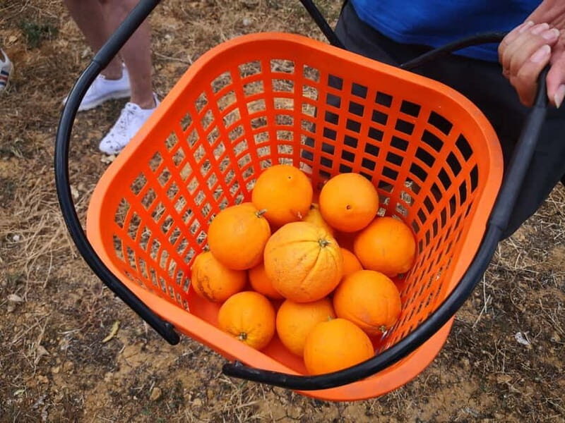 Olhao: Visit to an orange grove, and Silves, orange capital - An In-Depth Look at the Algarve Orange & Silves Tour