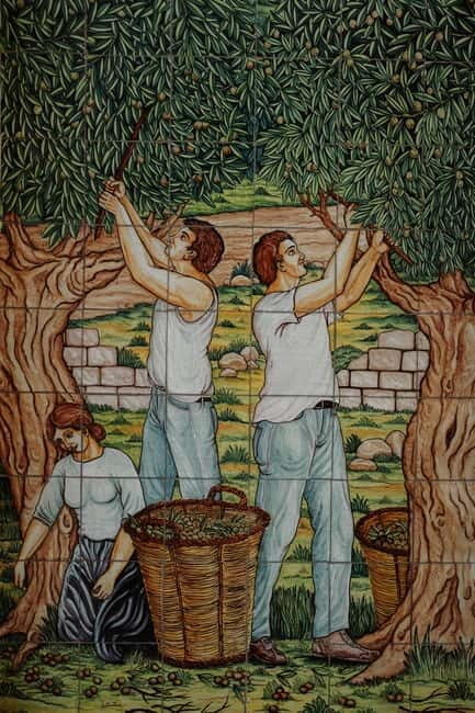 Olive grove walk and Tasting - Analyzing the Value