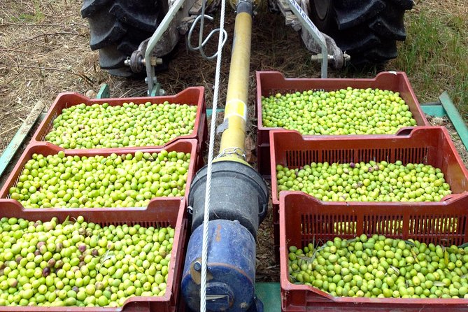 Olive Harvest in Provence - Authentic Olive Harvest in Provence: A Practical Review