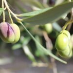 Olive Mill Tour with Oil and Food Tastings near Pisa - The Experience from a Travelers Perspective