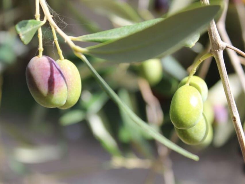 Olive Mill Tour with Oil and Food Tastings near Pisa - The Experience from a Travelers Perspective