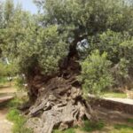 Olive Mill Visit & Olive oil Tasting 3-hour Trip Private - Who Will Love This Tour?