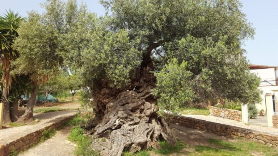Olive Mill Visit & Olive oil Tasting 3-hour Trip Private - Who Will Love This Tour?