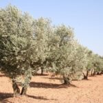 Olive oil and Navarre winery visit with tastings and lunch in small group tour - Discovering Navarre’s Wine Secrets