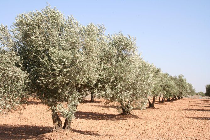 Olive oil and Navarre winery visit with tastings and lunch in small group tour - Discovering Navarre’s Wine Secrets