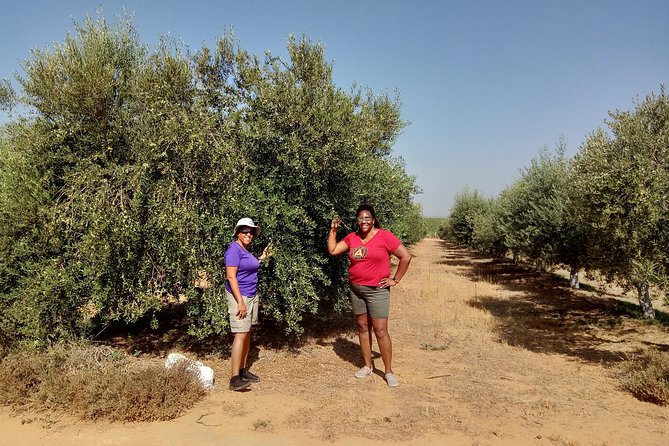 Olive Oil Farm Tour with Tasting from Seville - A Closer Look at the Olive Oil Farm Tour from Seville