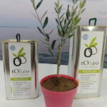 Olive Oil Seminar with Tasting in Metaggitsi - Halkidiki. - Deep Dive into the Itinerary and Whats Included
