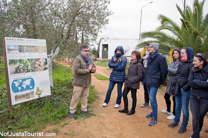 Olive Oil Tasting and Culinary Day Trip in Carmona - The Itinerary in Detail: What to Expect