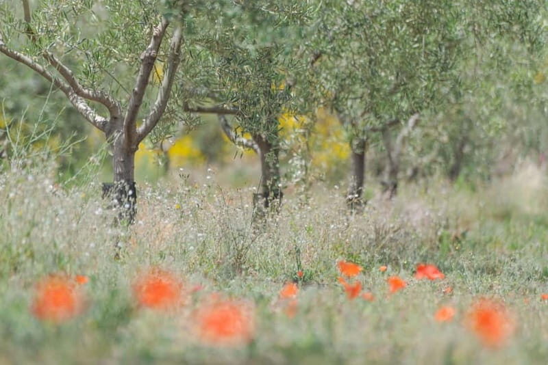 Olive Oil Tasting Experience in Nicolosi - Authenticity and Value for Travelers