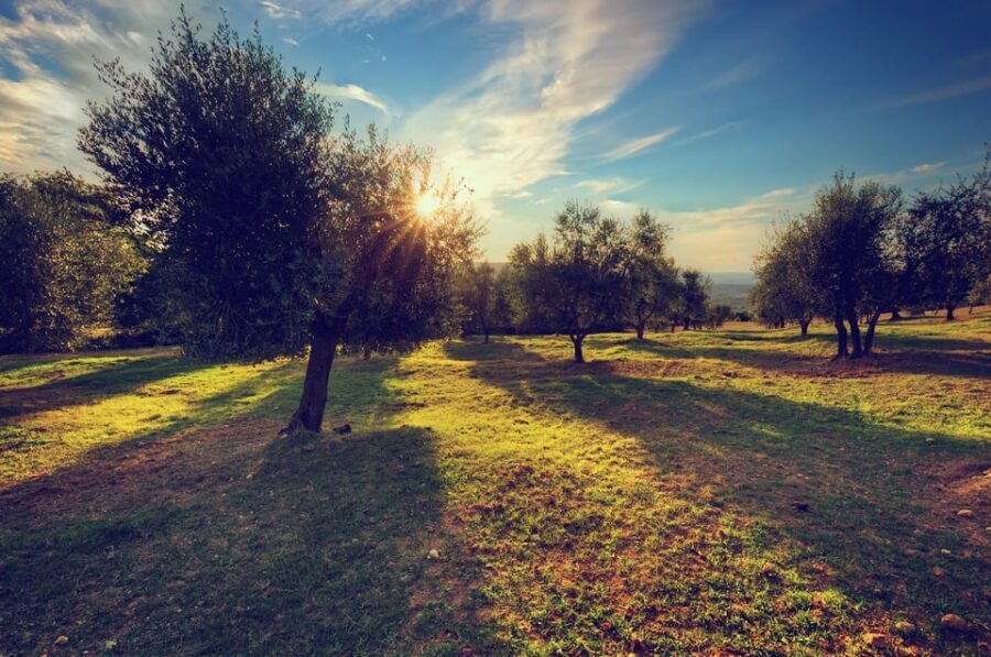 Olive Oil Tasting & Olive Grove Jeep Tour in San Gimignano - Who Will Love This Tour?