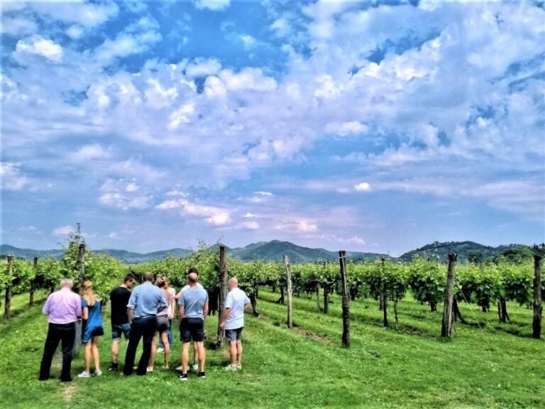 Olive Oil & Wine in the Euganean Hills From Terme - Who Will Love This Tour?