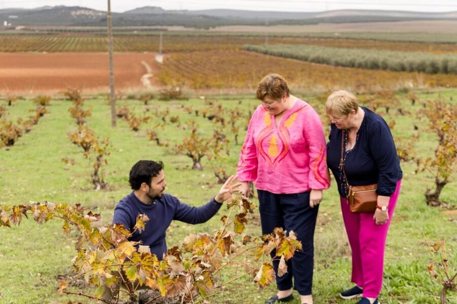 OLIVE OIL & WINE TOUR Organic fields - 5 Wines + 3Olive Oils - Detailed Breakdown of the Itinerary