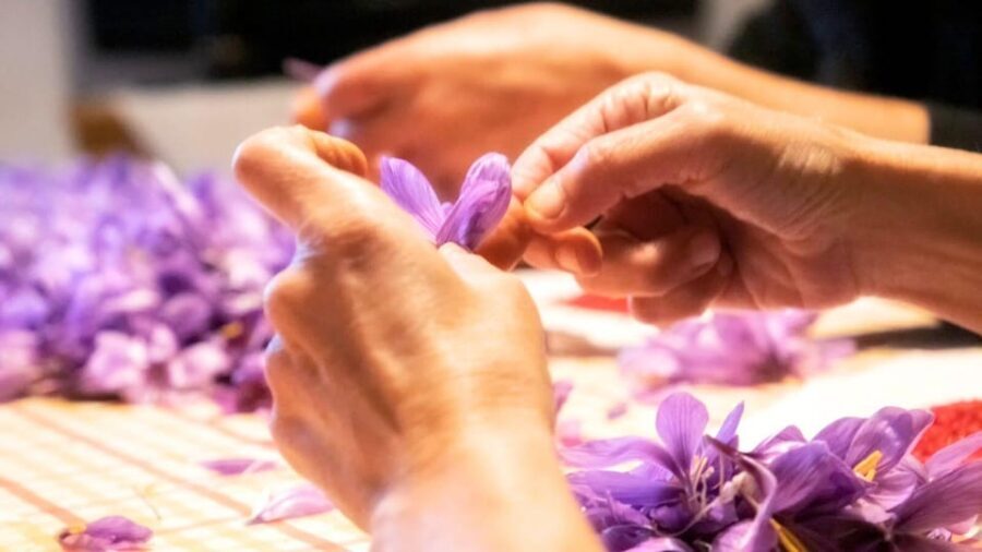 Olmedo: visit to the saffron workshop with tasting - What Makes This Tour Stand Out?