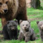 One day trip Bear Sanctuary, Dracula Castle - Is It Worth the Price?