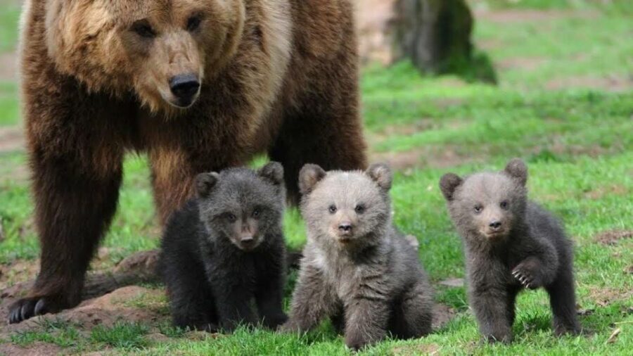 One day trip Bear Sanctuary, Dracula Castle - Is It Worth the Price?