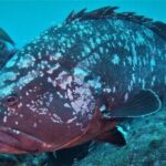 Open Water Diver Course SSI or PADI - Who Should Consider This Tour?
