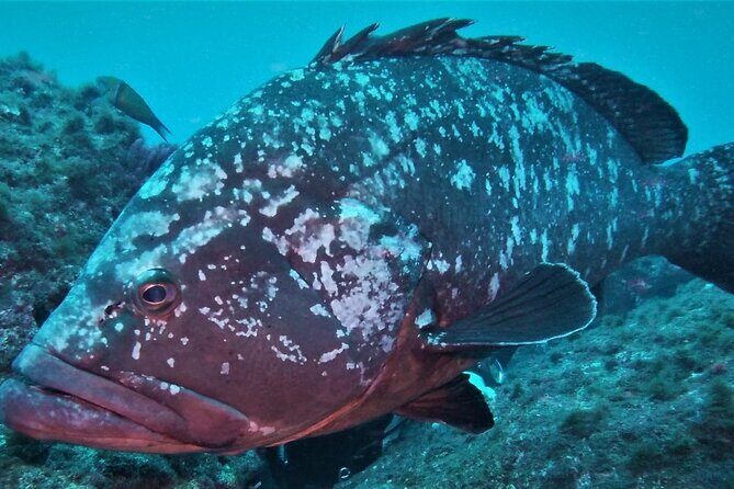 Open Water Diver Course SSI or PADI - Who Should Consider This Tour?